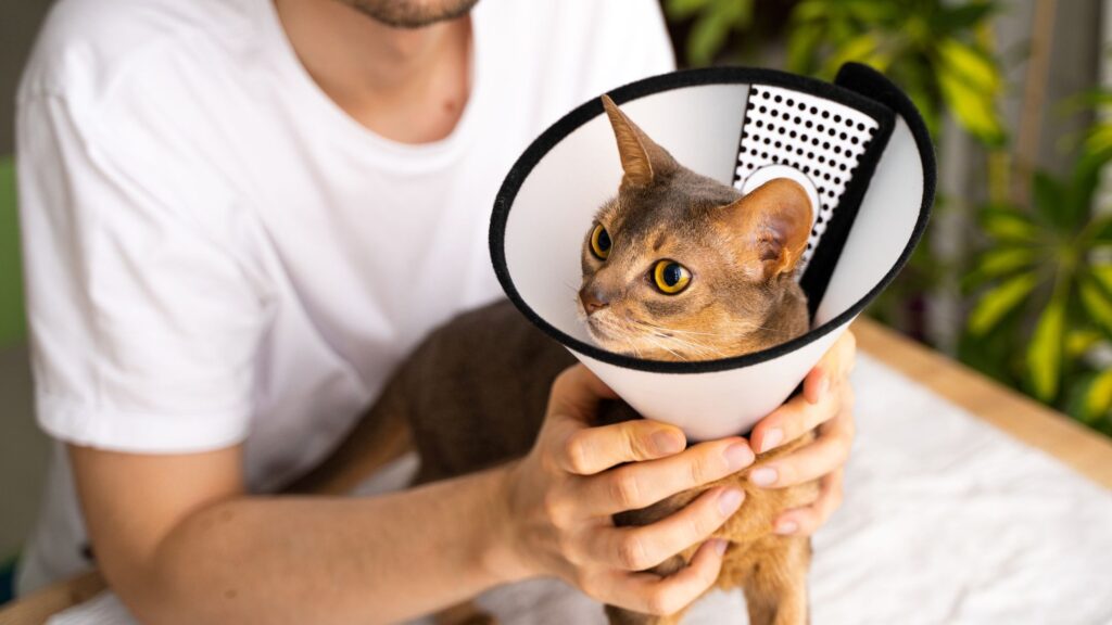 Pet Surgery In Forest Hill, MD 21050 | Rock Spring Veterinary Clinic