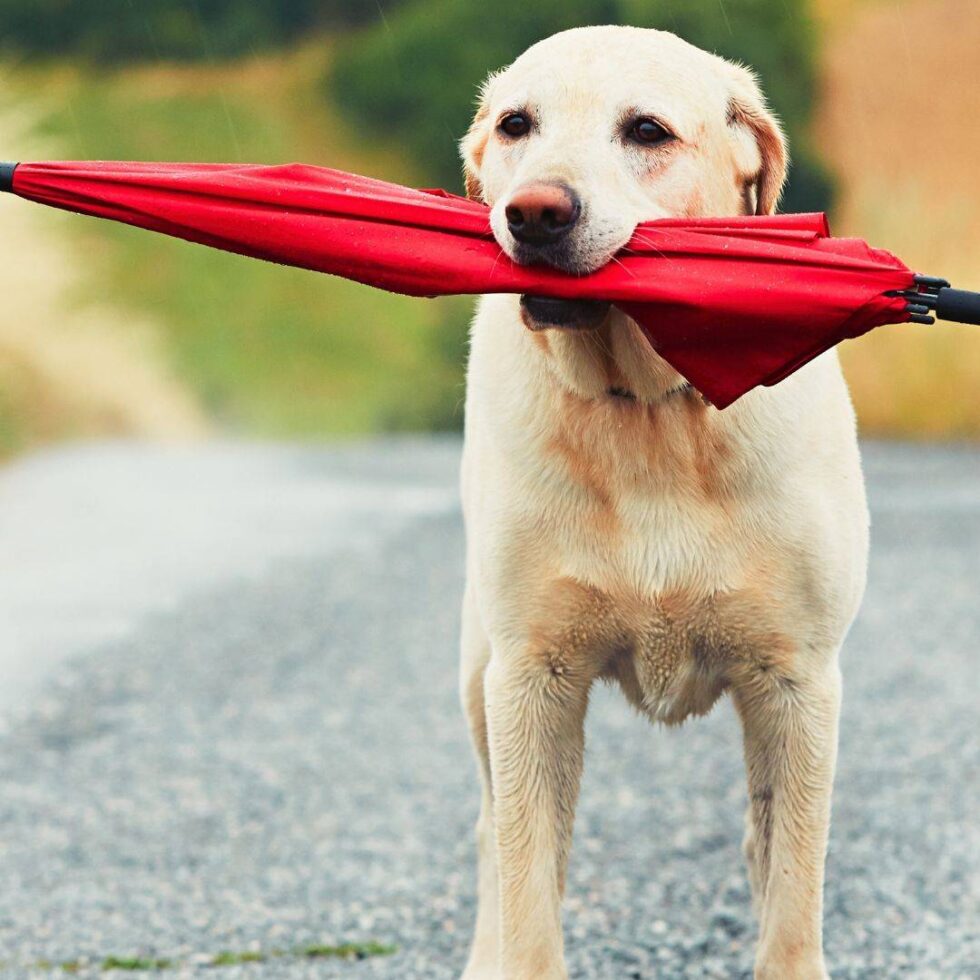 Best Veterinary Hospital In Forest Hill, MD 21050 | Rock Spring ...