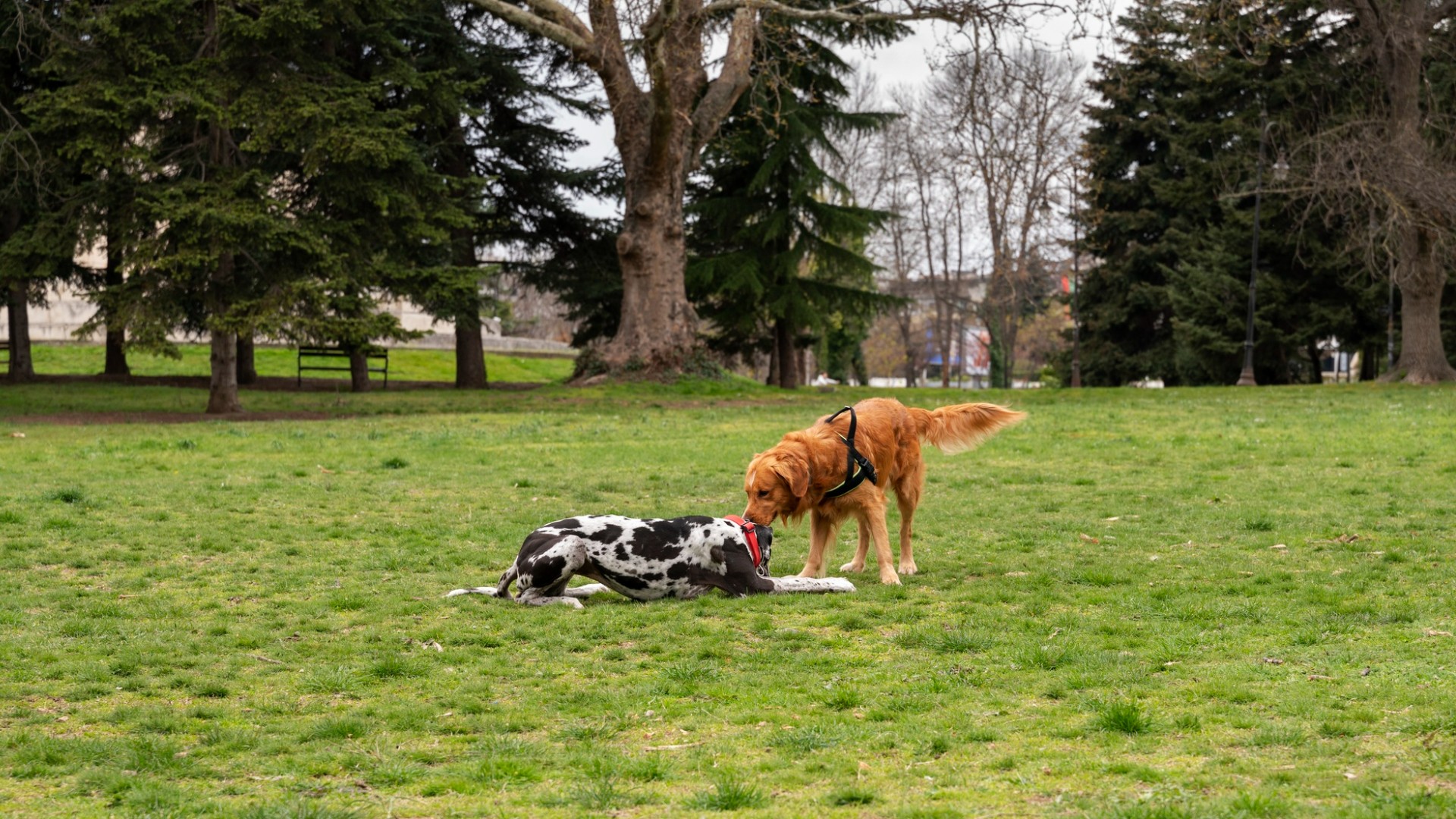 About Rock Spring Veterinary Clinic | Vet In Forest Hill, MD 21050