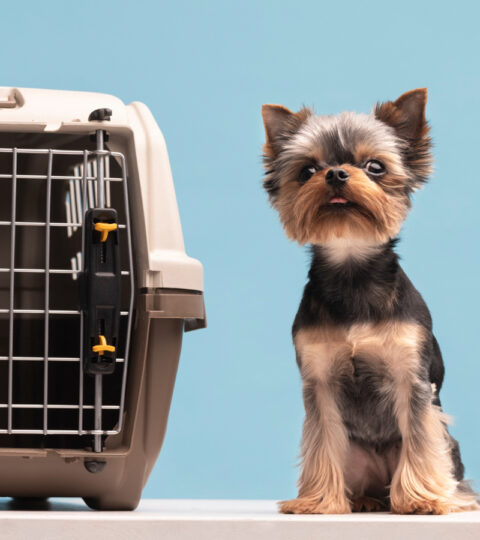 Pet Boarding In Forest Hill, MD 21050 | Rock Spring Veterinary Clinic