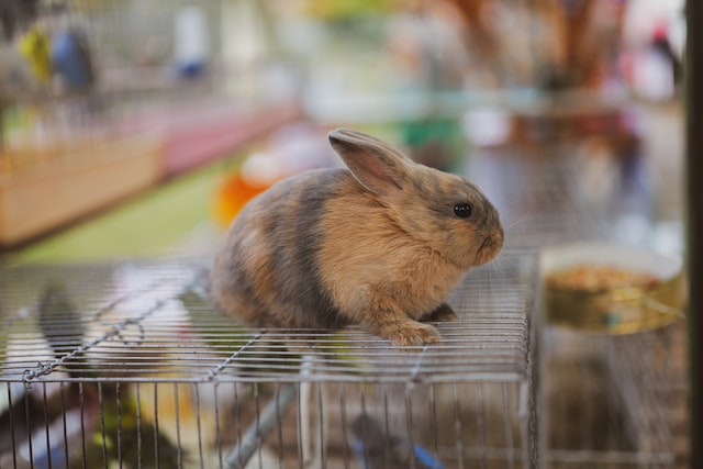 Rock Spring Veterinary Clinic FAQs