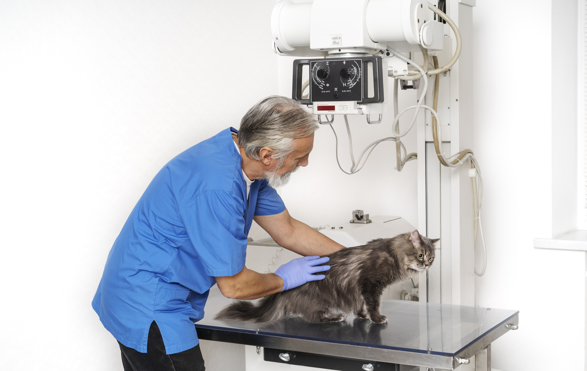 Pet Digital Radiology And Digital Dental Radiology In Forest Hill, MD 21050 | Rock Spring ...