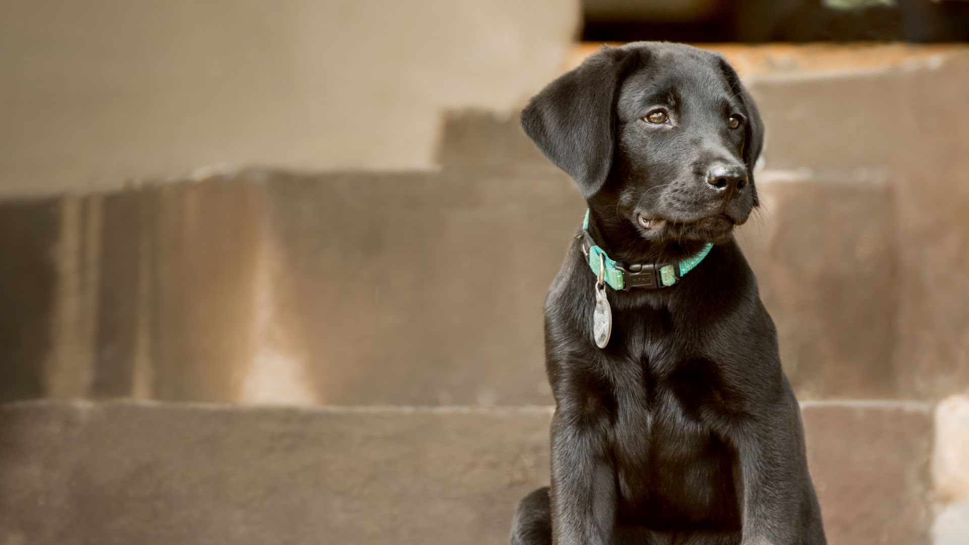 Payment Options For Veterinary Care | Rock Spring Veterinary Clinic