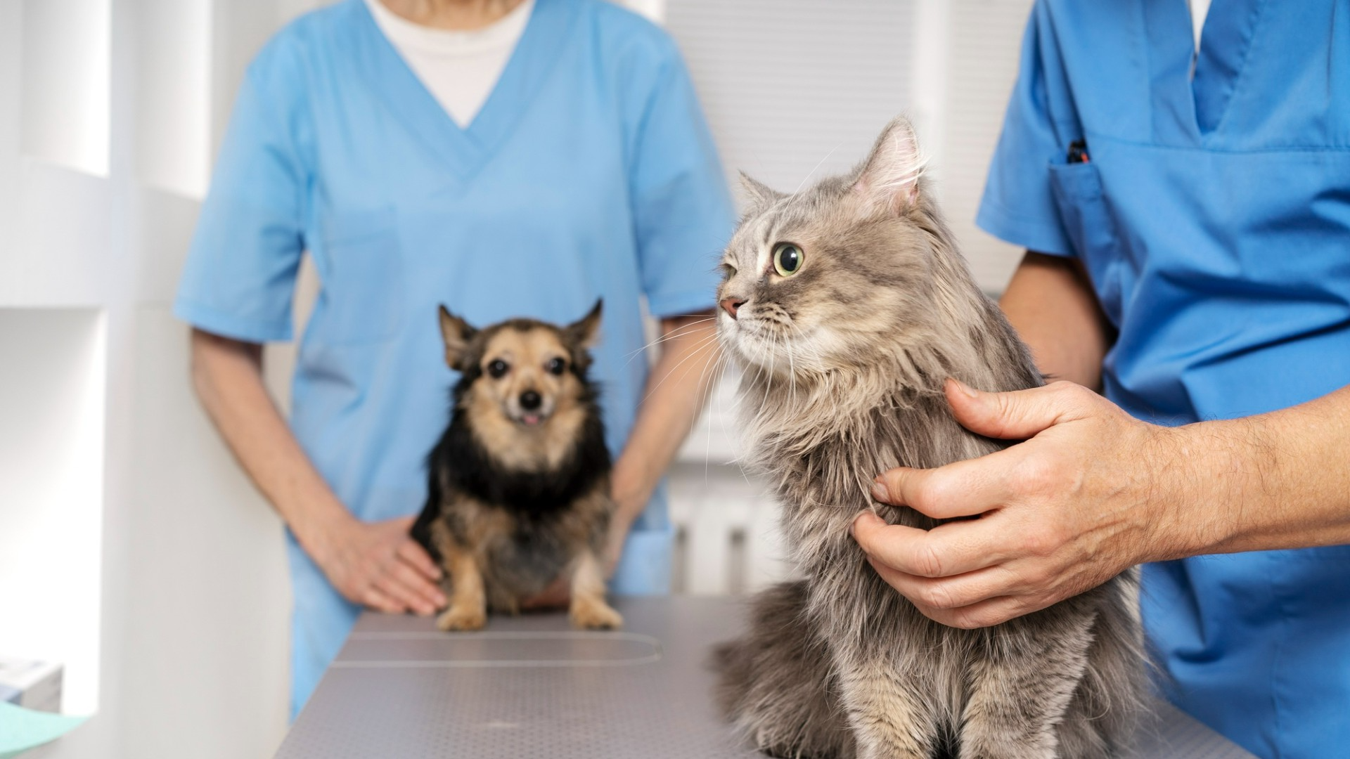 Pet Boarding In Forest Hill, MD 21050 | Rock Spring Veterinary Clinic